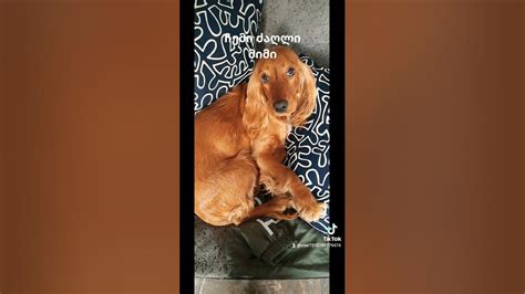 ჩემი საყვარელი ლეკვი მიმი Youtube