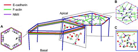 E Cadherin F Actin And Nmii Form Cortical Cytoskeleton Systems In The