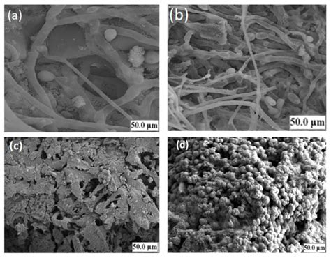 Represent The Morphologies Of Inoculum In The R1 Reactor A And The R2 Download Scientific