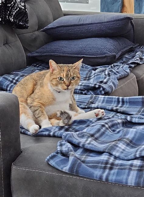 My Derpy Kitty Cleo Rcalicokittys