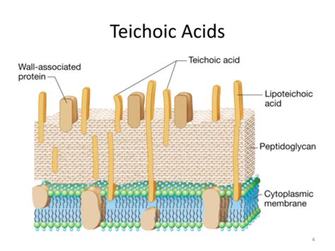 The Cell Wall Matrix Flashcards Quizlet