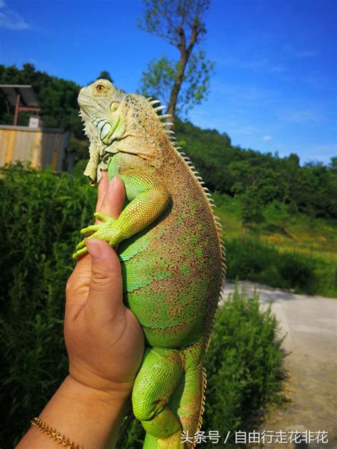 帶著我的大蜥蜴去看這藍天白雲這樣美得像畫的家鄉 每日頭條