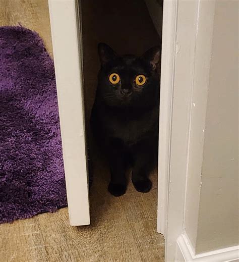 Sneaky Void Rvoidcats