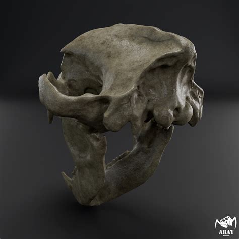 🐻 Arctodus Simus Short Faced Bear Skull 3d Print Model・Бесплатный 3d