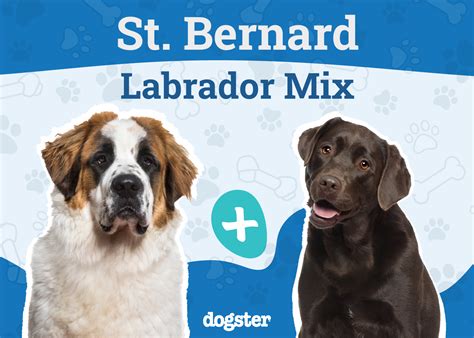 Sint Bernard Mix Kevin Baum Op X I Really Want This Corgi Saint