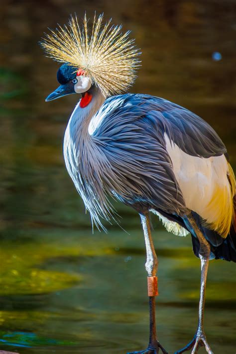 Grey Crowned Crane Free Stock Photo Public Domain Pictures