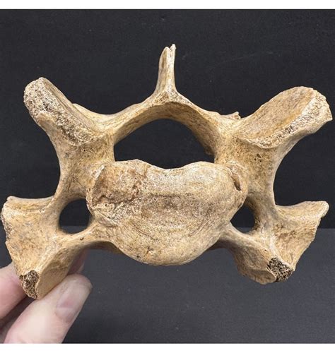 Fossils For Sale Fossils Fossil Cave Bear Vertebra From Pleistocene Period Romania