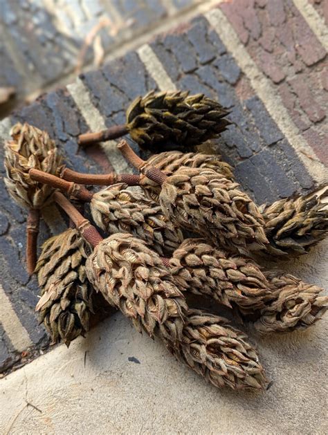 12 Dried Southern Magnolia Seed Pods For Arts And Crafts Unique Decor For