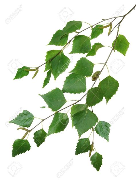 Веточка березы фото и картинки 51 штук