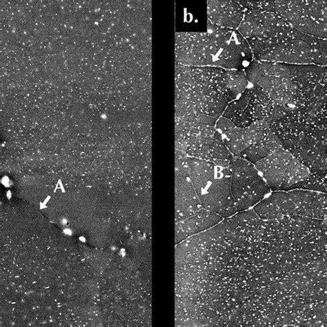 Sem Cbs Micrographs Of The 2050 Alloy A As Received State And B After Download Scientific