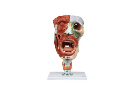 Digestive System Anatomical Models For Education And Medical Study Anatomy Warehouse