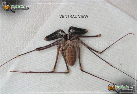 Whiptail Scorpion Spider