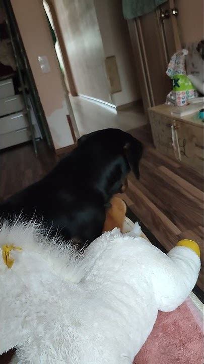 Собака целует кота котопес милота нежность поцелуи любовь пса и кота Youtube