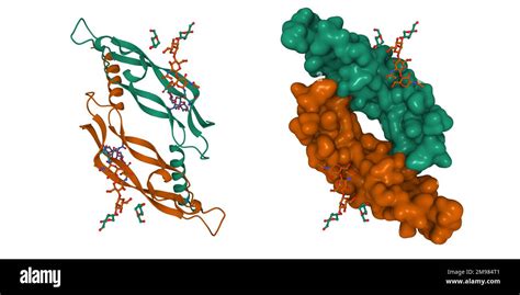 Crystal Structure Of Vascular Endothelial Growth Factor D 3d Cartoon