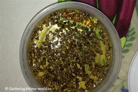 Как правильно посадить свёклу семенами весной Все тонкости выращивания Дача это маленькая