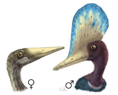 Sexual Selection In The Fossil Record Survival Of The Prettiest Science