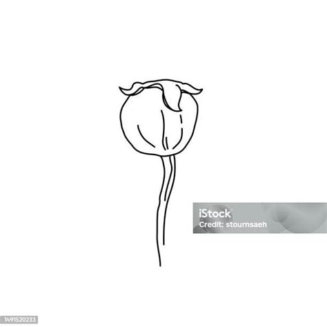줄기 라인 아트에 장미 과일 로즈힙 손으로 그린 사실적인 상세한 벡터 그림 흑백 클립 아트 개화기에 대한 스톡 벡터 아트 및 기타 이미지 Istock