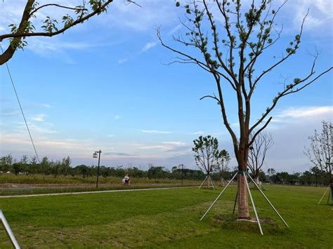 夏日乘涼好去處吳江黎里公園百畝梨樹繁花似錦 每日頭條