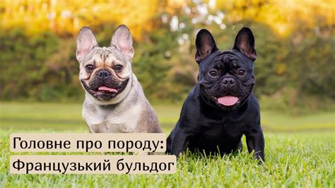 Головне про породу Французький бульдог собаки французькийбульдог Youtube