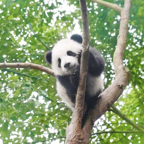 Lan Li Chinese Academy Of Sciences Beijing Cas Fujian Institute Of Research On The