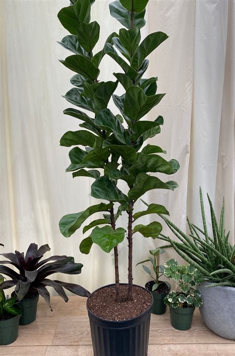 Ficus Bambino Tree Form Multi Fiddle Leaf Fig Tree Eureka Farms