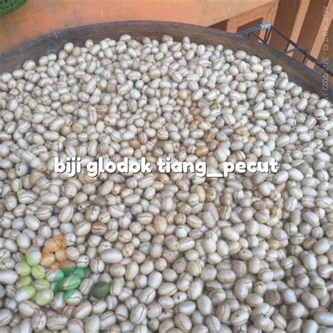 Jual Biji Glodok Pecut Tiang Unggul Agro Bibit ID