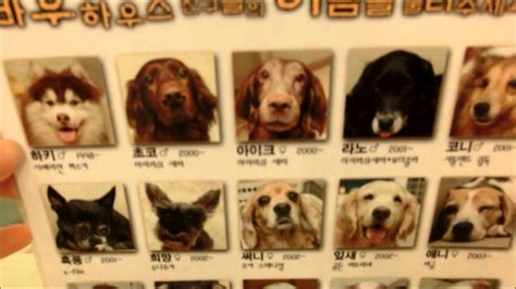 48 Korean Dog Cafe Konsep Spesial