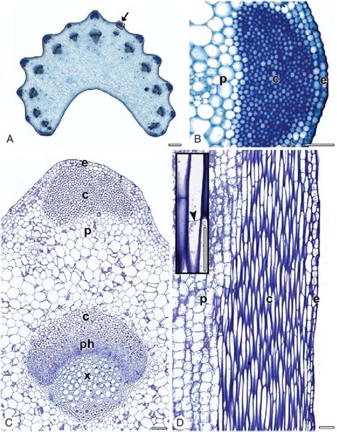 General Morphology Of Celery Collenchyma Apium Graveolens Eudicot Download Scientific