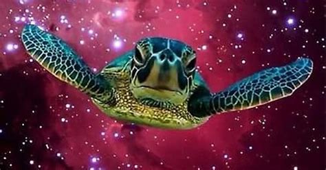 Upvote Teamhuman Turtle To Bring The Cure To The Galaxy Album On Imgur