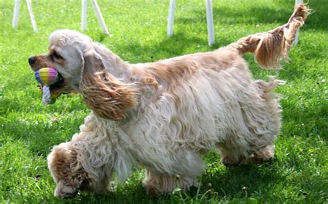 Cocker Spaniel Ameriano