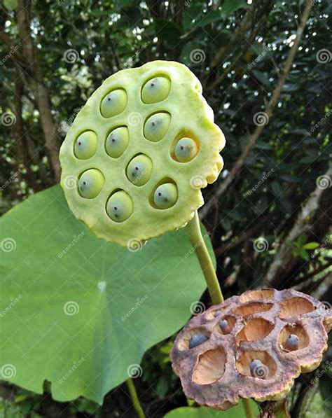 Lotus Seed Imature Pod And Dried Seed Pod Stock Image Image Of Flower Embedded 283186313