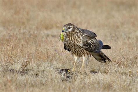 Montagu`s Harrier Female With Grasshopper Kill Circus Pygargus