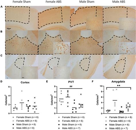 C Fos Differences By Sex And Injury In The Pvt And Amygdala