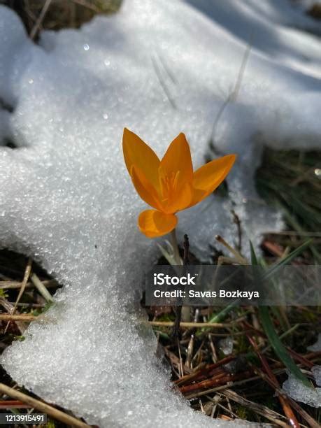 Nowruz Crocus Ancyrensis Ankara Crocus Spring Flower Flower Bulbous