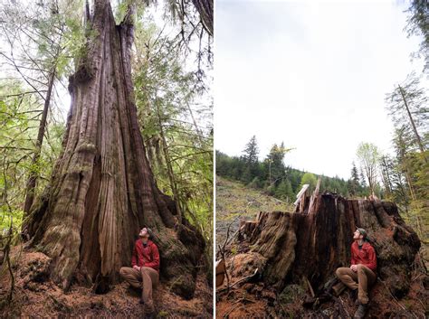 New Before After Images Reveal Shocking Impacts Of Old Growth Logging