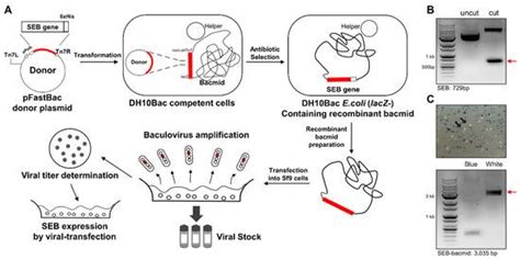 Introducing A Sensitive Immunodetection System For Staphylococcal Enterotoxin B Biosensors