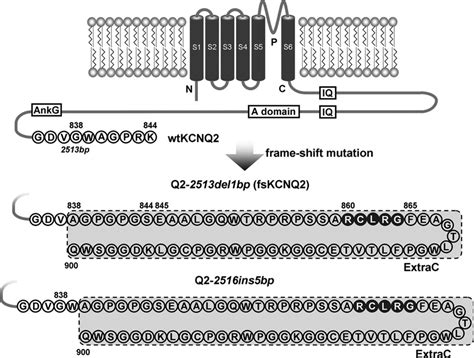 Schematic Presentation Of Wild Type Kcnq2 And The Distal C Terminal Download Scientific Diagram