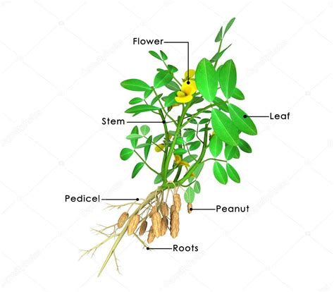 Labeled Diagram Of Peanut Plant At Skye Clarey Blog