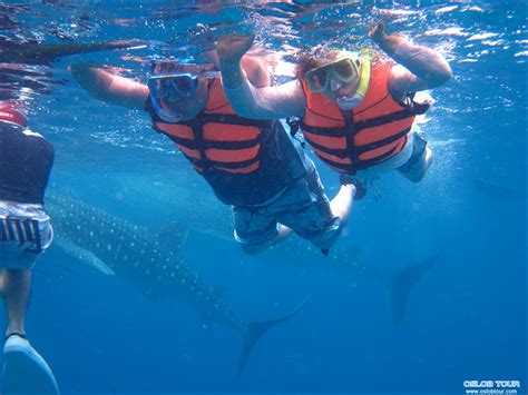 세부 오슬롭 고래상어 투어 2014년 9월 9일 오슬롭투어닷컴