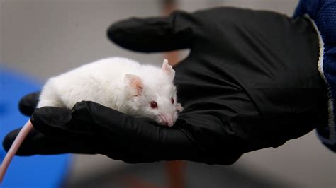 Scientists Have Reversed The Aging Process In Mice Are Humans Next