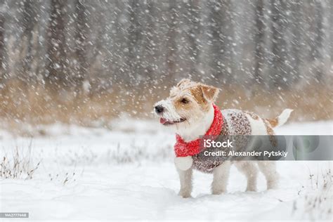 빨간 니트 스카프와 갈색 스웨터를 입은 개 잭 러셀 테리어는 눈이 내리는 숲에 서 있습니다 비문의 흐릿한 배경 크리스마스 개념입니다 가축에 대한 스톡 사진 및 기타 이미지