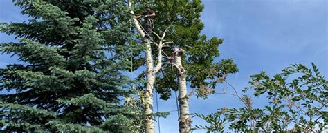 Do Your Trees Need Cabling And Bracing This Fall Calgary Arborists