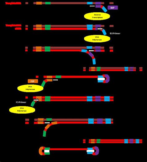 Reverse Transcription Loop Mediated Isothermal Amplification Alchetron The Free Social