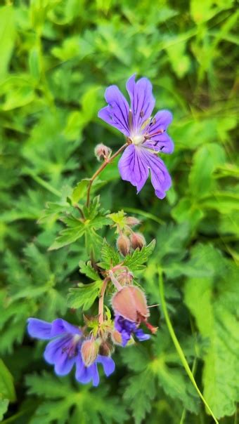 А как называется этот цветок Ой какой цветочек а что это за цветок Приветствую вас дорогие