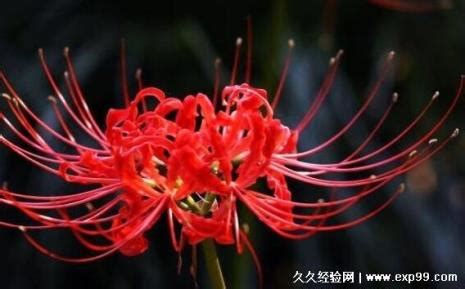 彼岸花的素描画法步骤是什么