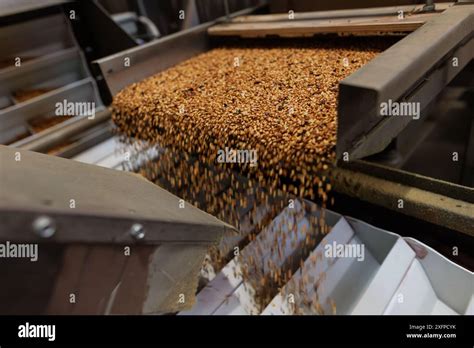 Grain Sorting Machine Paddy Machine Sorts Grains Of One Crop