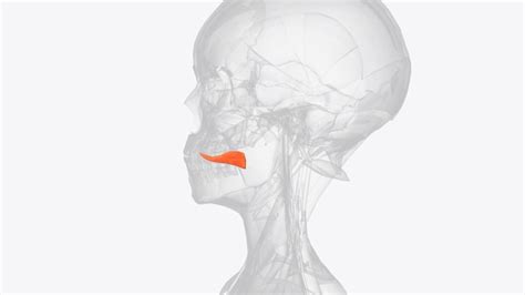 Premium Photo The Risorius Muscle Is A Highly Variable Muscle Of