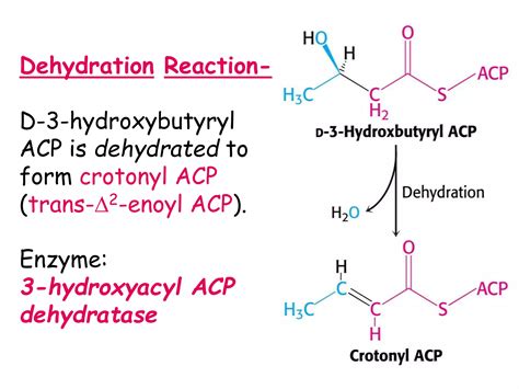 Biosynthesis Of Fatty Acid Pptx