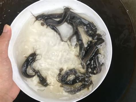 湖南长沙埃及塘虱苗批发湖南常德埃及塘鲺鱼苗出售