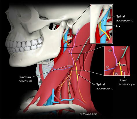 Spinal Accessory Nerve Erbs Point